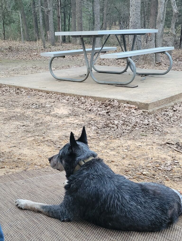 Fairfield Lake State Park Review - Shall We Camp